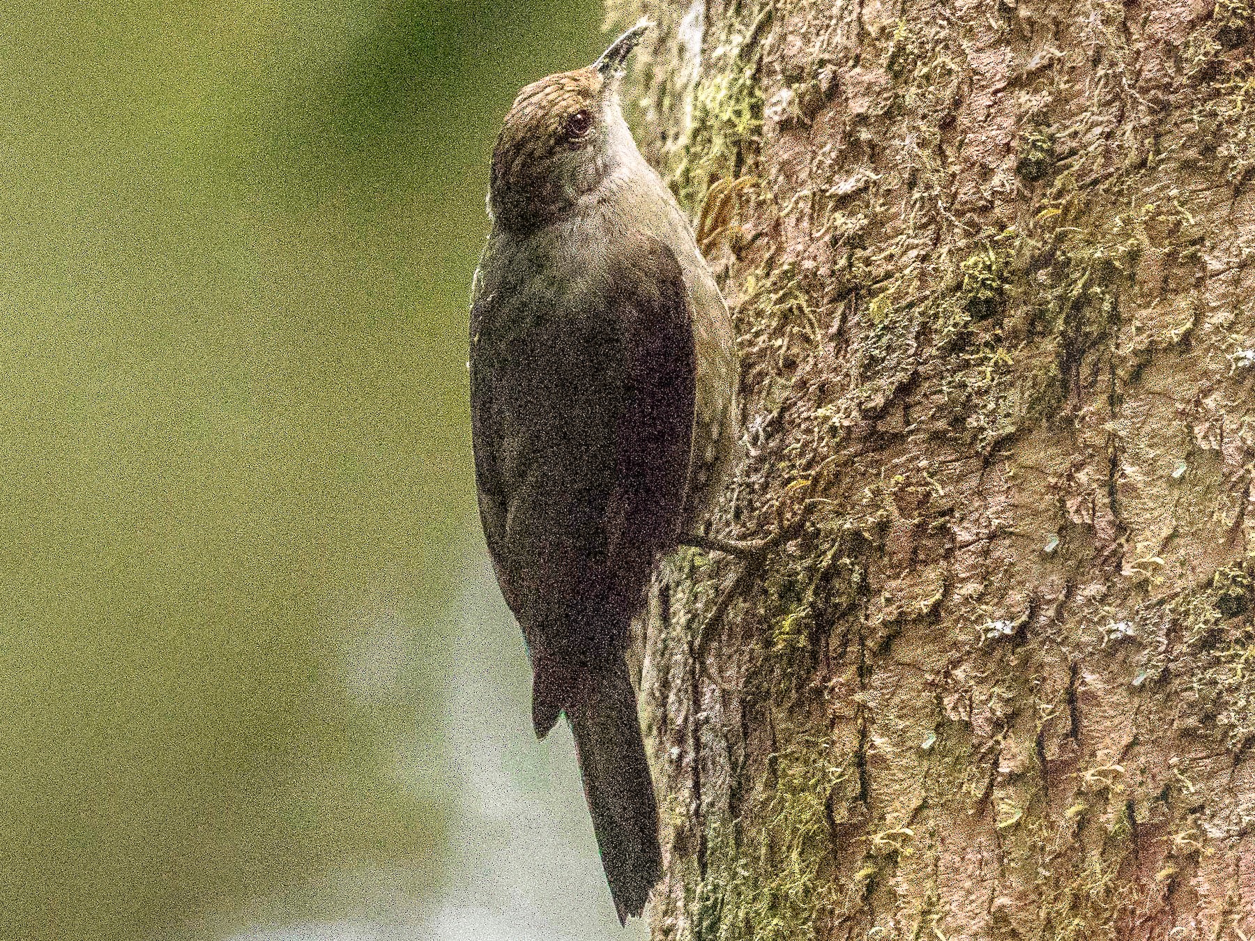 Papuan Treecreeper - eBird