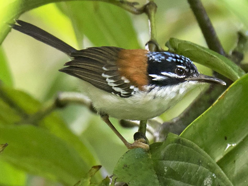 Wallace's Fairywren - eBird
