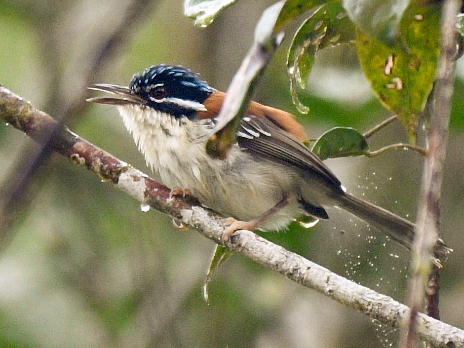 Wallace's Fairywren - eBird