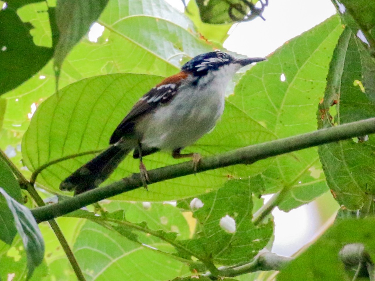 Wallace's Fairywren - eBird