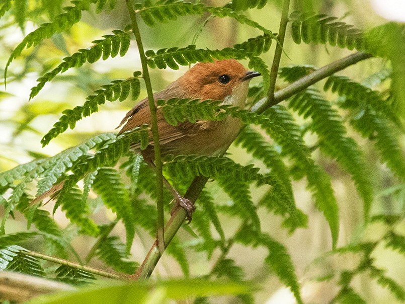 Orange-crowned Fairywren - eBird