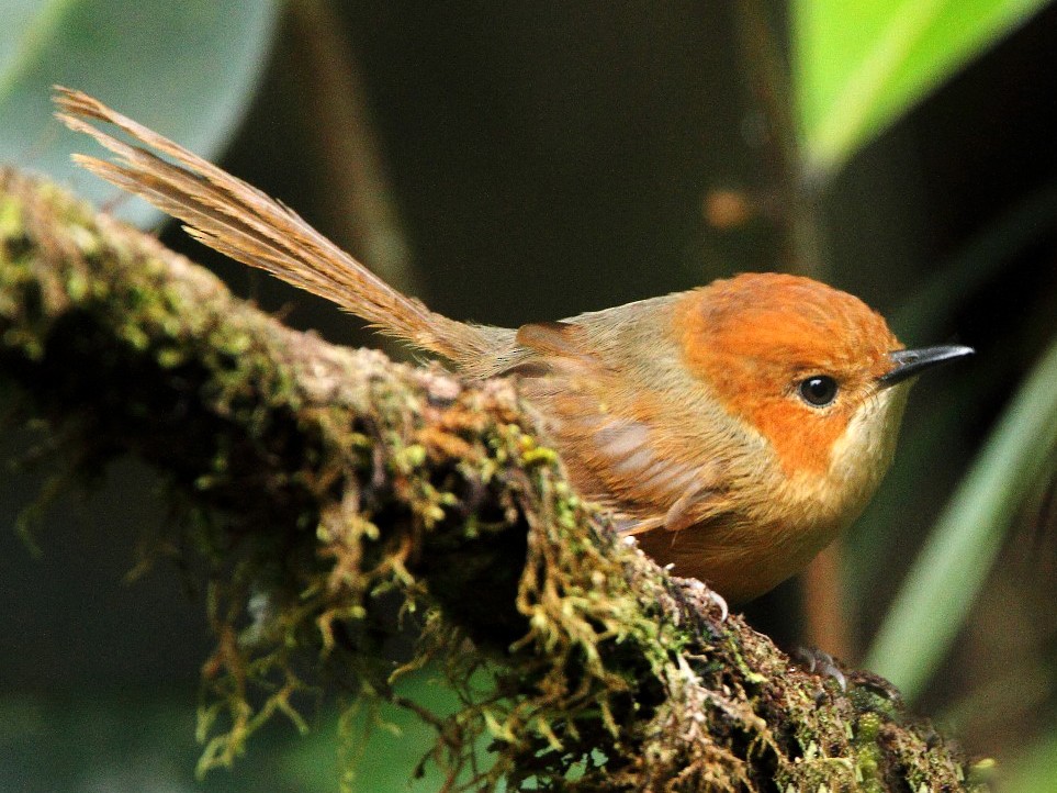 Orange-crowned Fairywren - Clytomyias insignis - Birds of the World