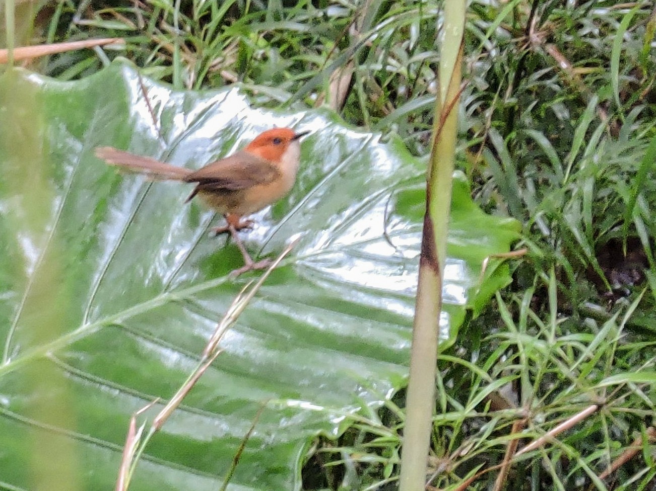 Orange-crowned Fairywren - eBird