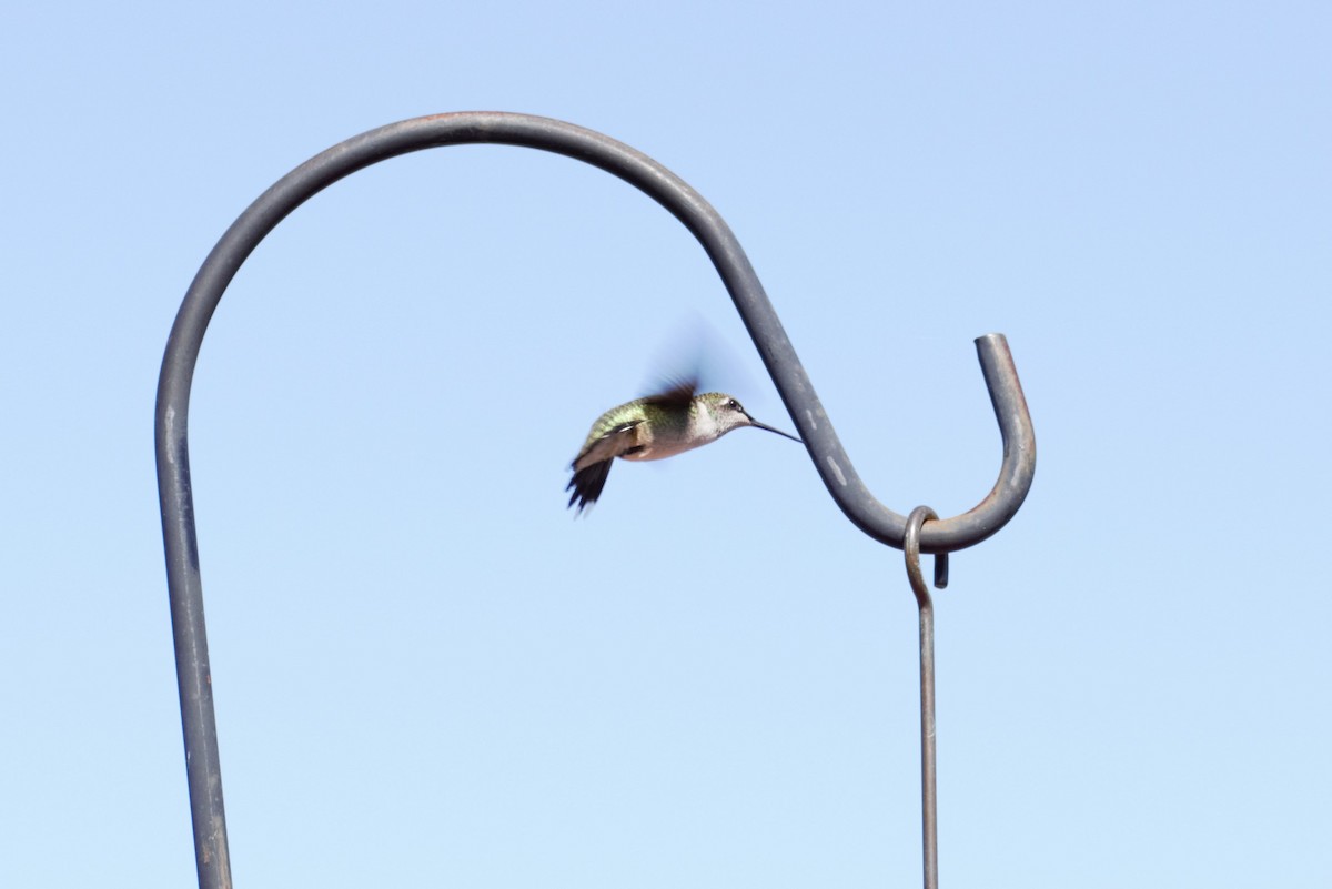 eBird Checklist - 20 Sep 2020 - Kiptopeke SP--Hawk Platform - 12 species