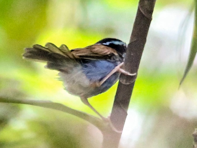 Campbell's Fairywren - eBird