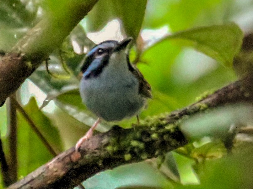 Campbell's Fairywren - eBird