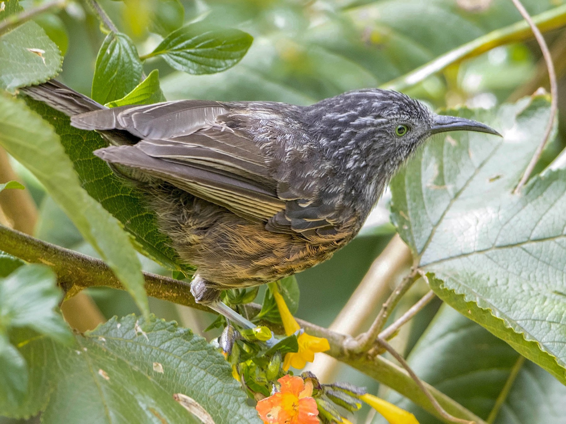 Streak-headed Honeyeater - eBird