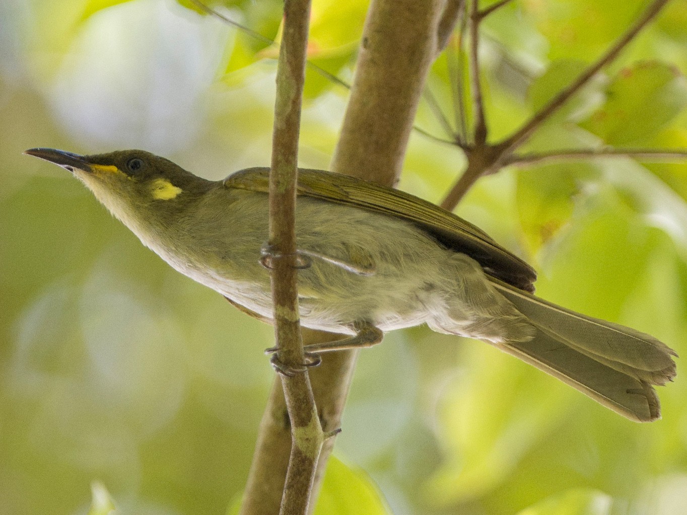 Mimic Honeyeater - eBird