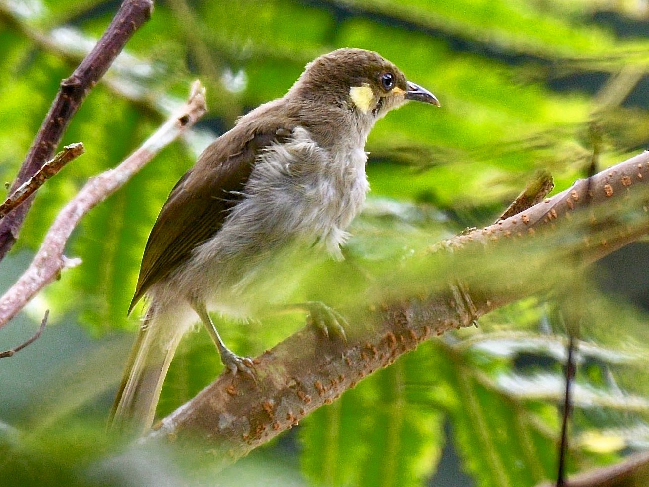 Mimic Honeyeater - eBird