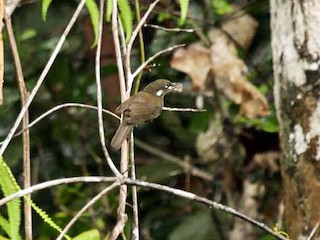 Forest Honeyeater - Microptilotis montanus - Birds of the World
