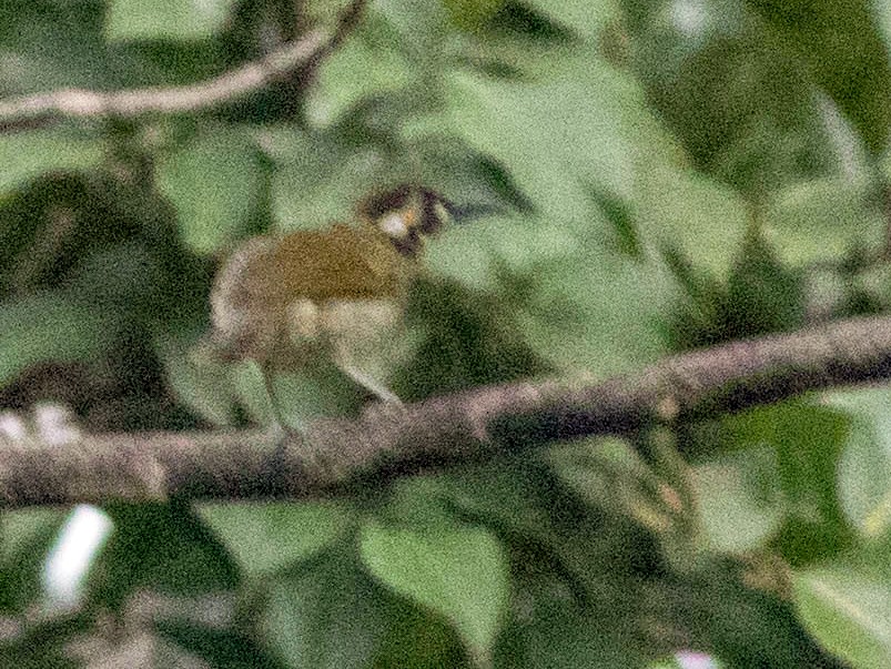 Obscure Honeyeater - eBird