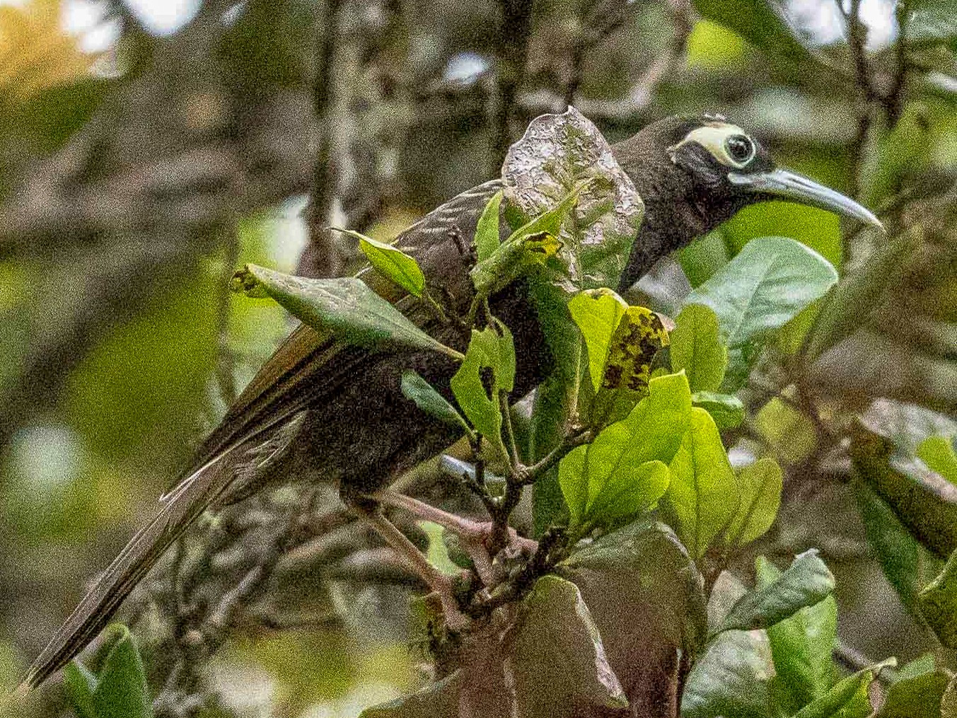 Cinnamon-browed Melidectes - eBird