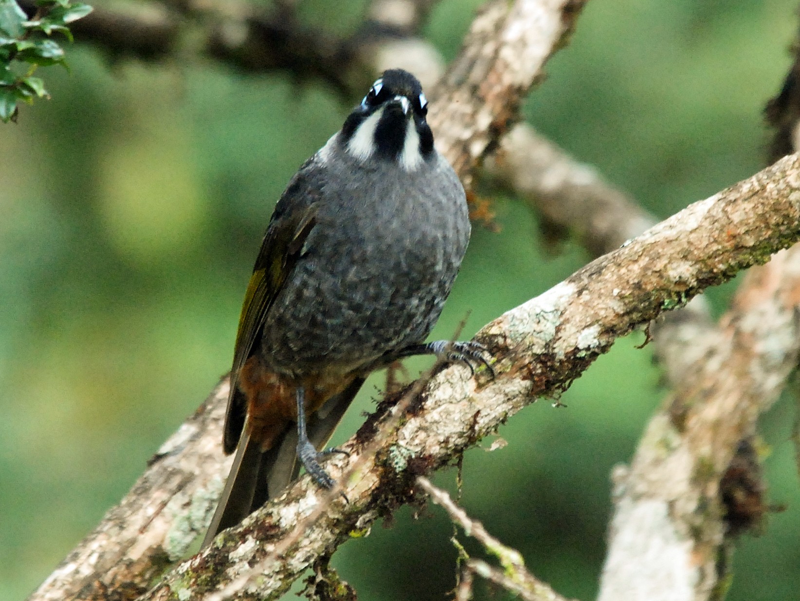 Belford's Melidectes - eBird