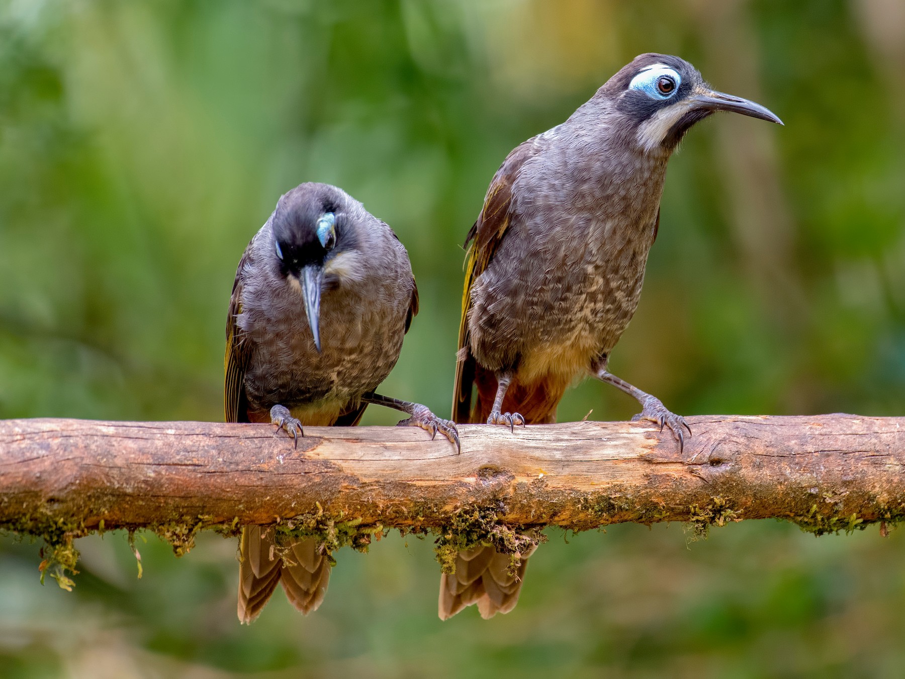 Belford's Melidectes - eBird