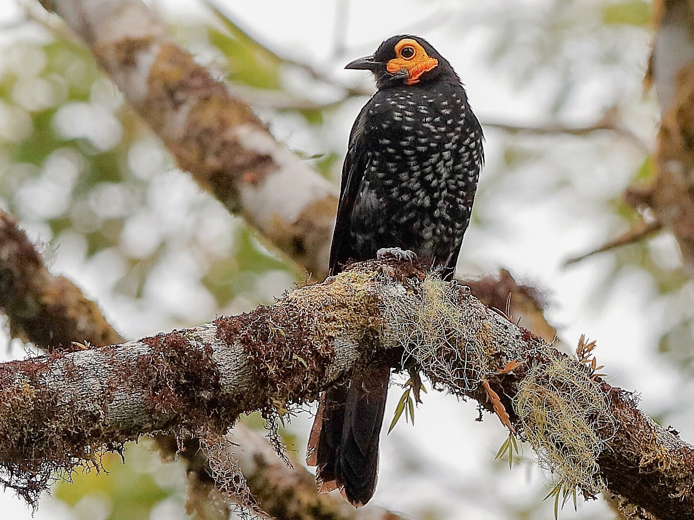 Spangled Honeyeater - eBird