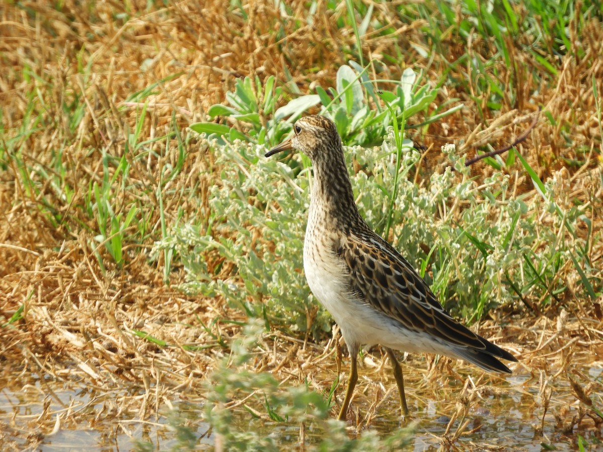 eBird Checklist - 21 Sep 2020 - Merced NWR - 46 species