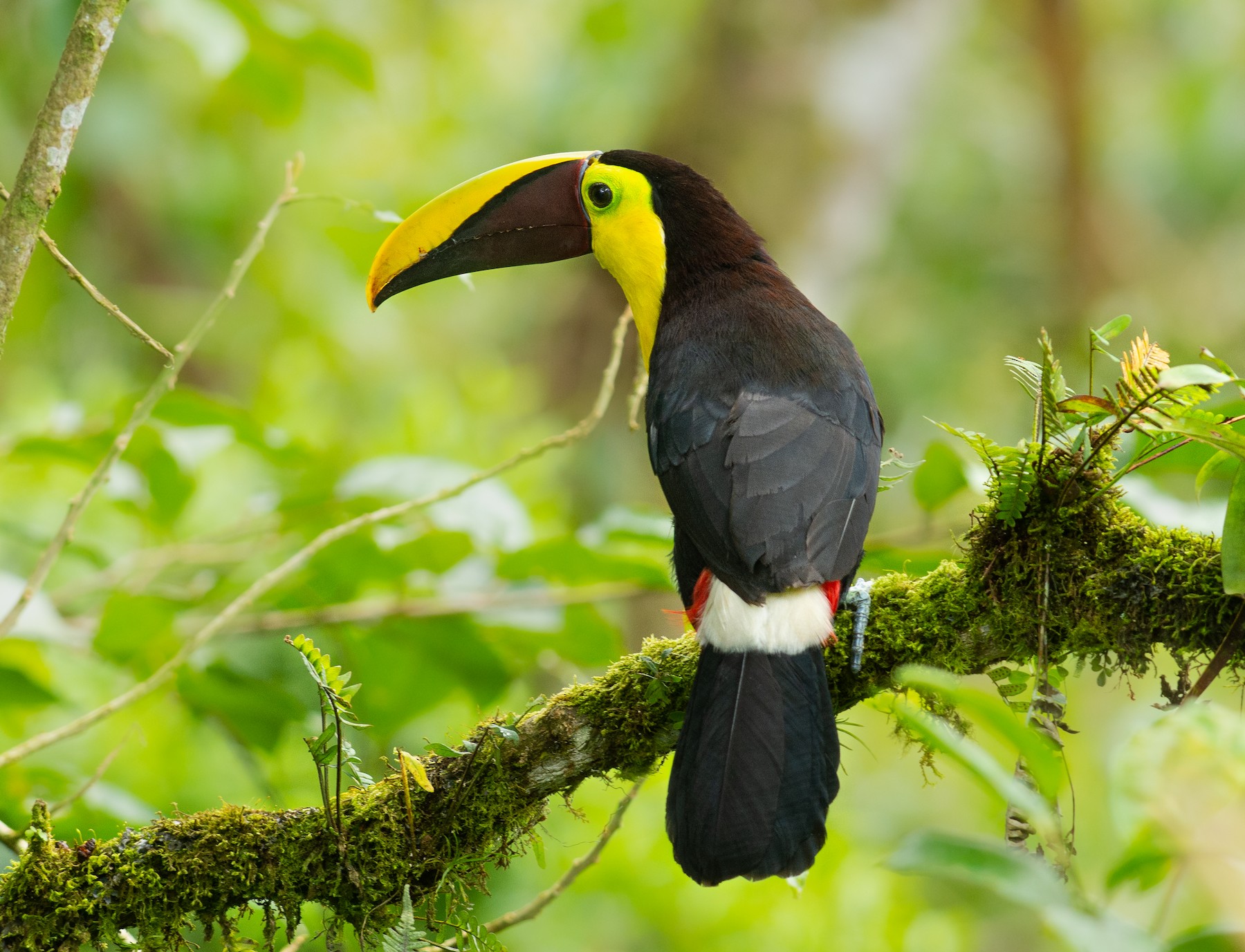 Yellow-throated Toucan (Chestnut-mandibled) - eBird