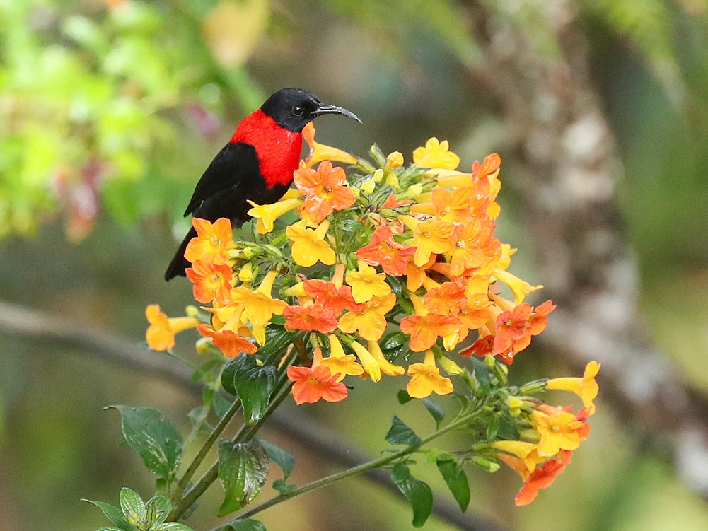 Red-collared Myzomela - eBird