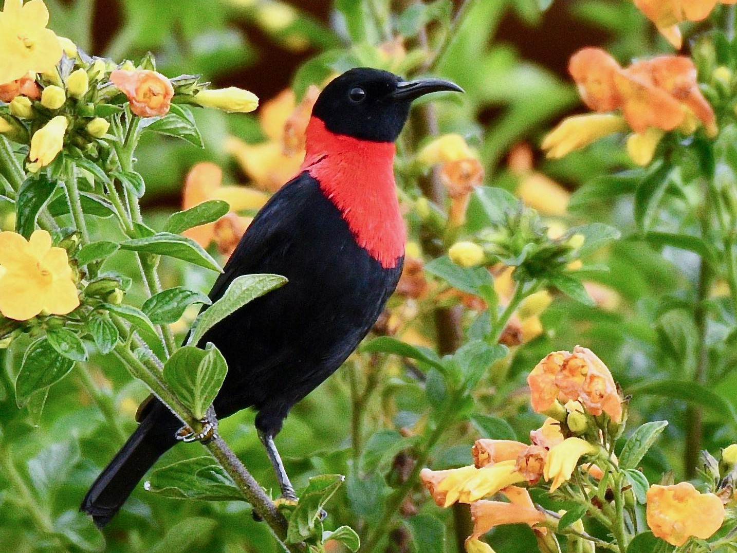 Red-collared Myzomela - eBird