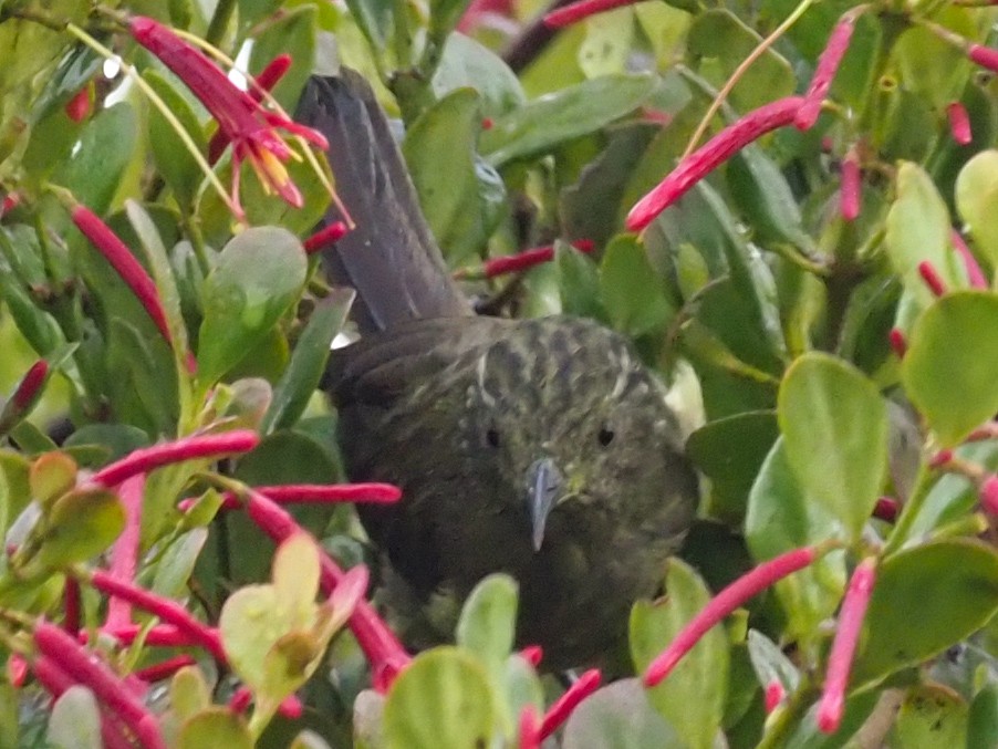 Yellow-streaked Honeyeater - Ptiloprora meekiana - Birds of the World