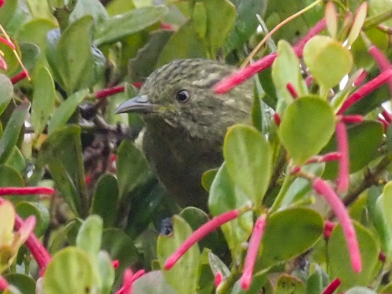 Yellow-streaked Honeyeater - eBird