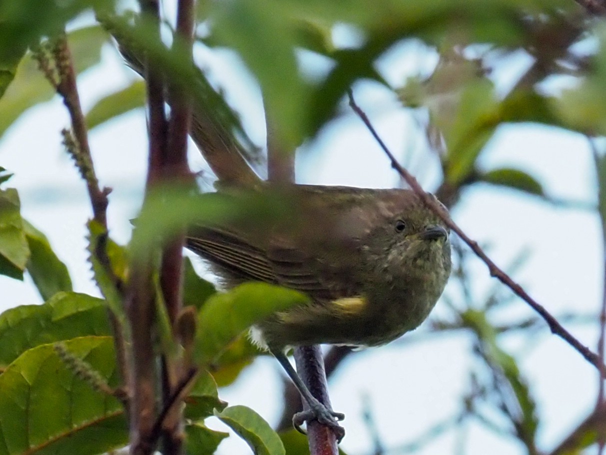 Mielero de Meek - eBird