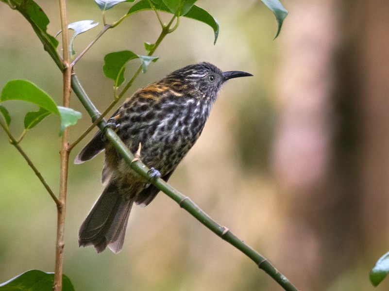 Rufous-backed Honeyeater - eBird