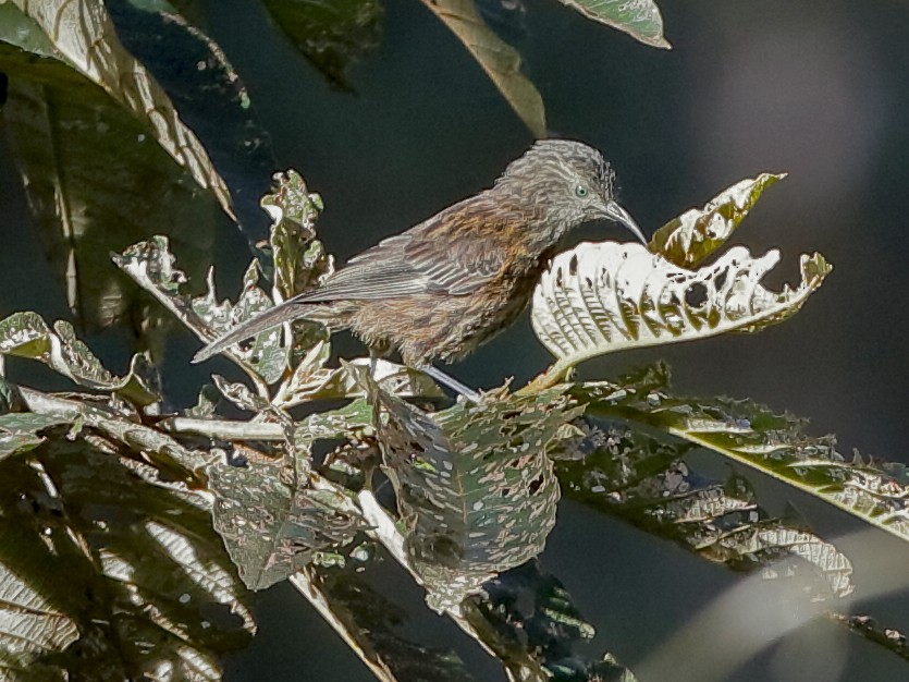 Rufous-backed Honeyeater - eBird