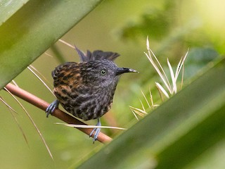 Rufous-backed Honeyeater - eBird