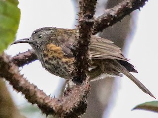 Rufous-backed Honeyeater - eBird