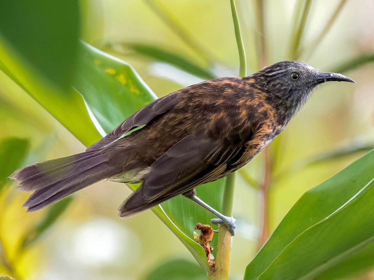 Rufous-backed Honeyeater - Ptiloprora guisei - Birds of the World
