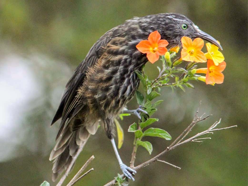 Gray-streaked Honeyeater - eBird