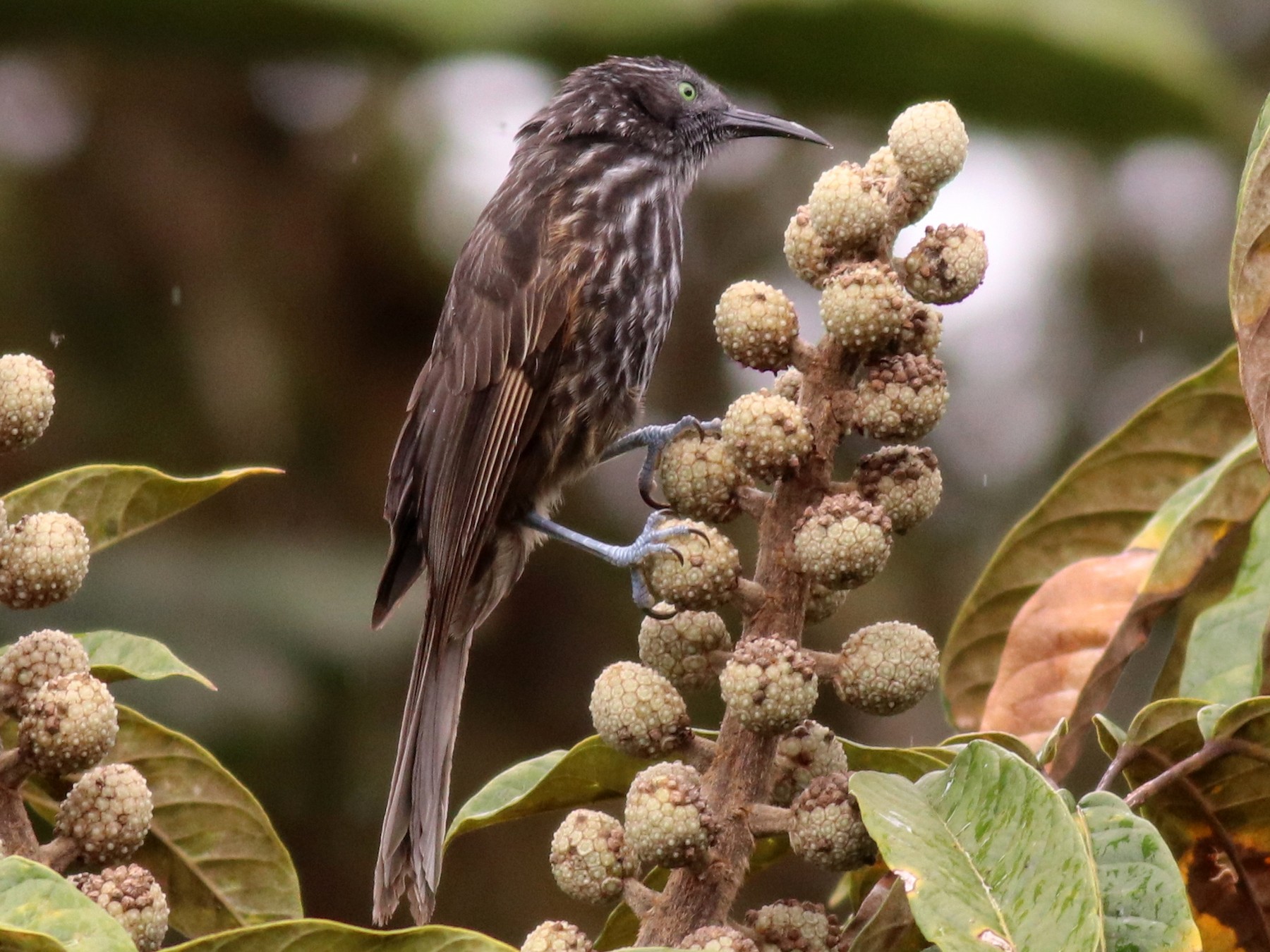 Gray-streaked Honeyeater - eBird