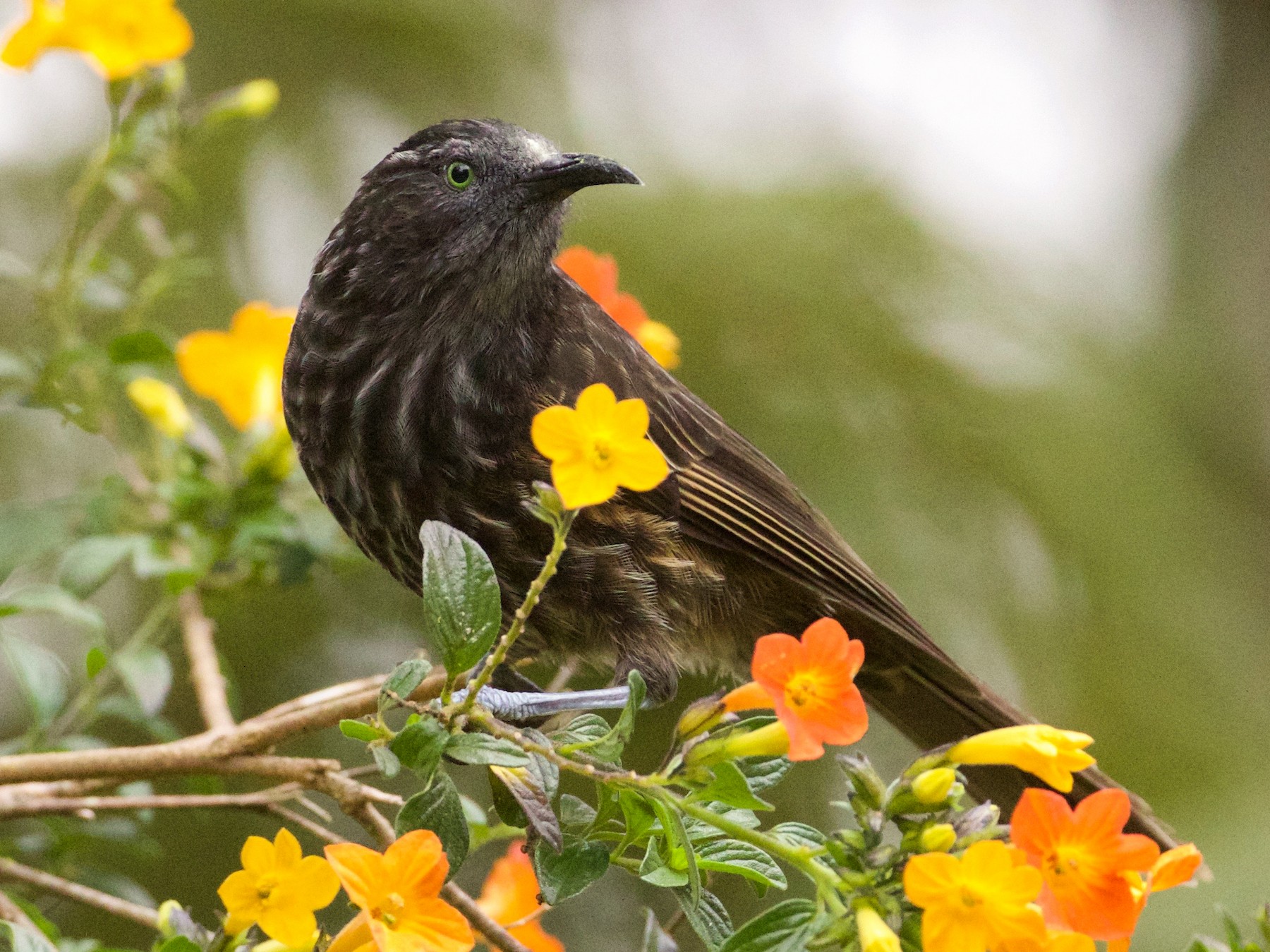 Gray-streaked Honeyeater - eBird