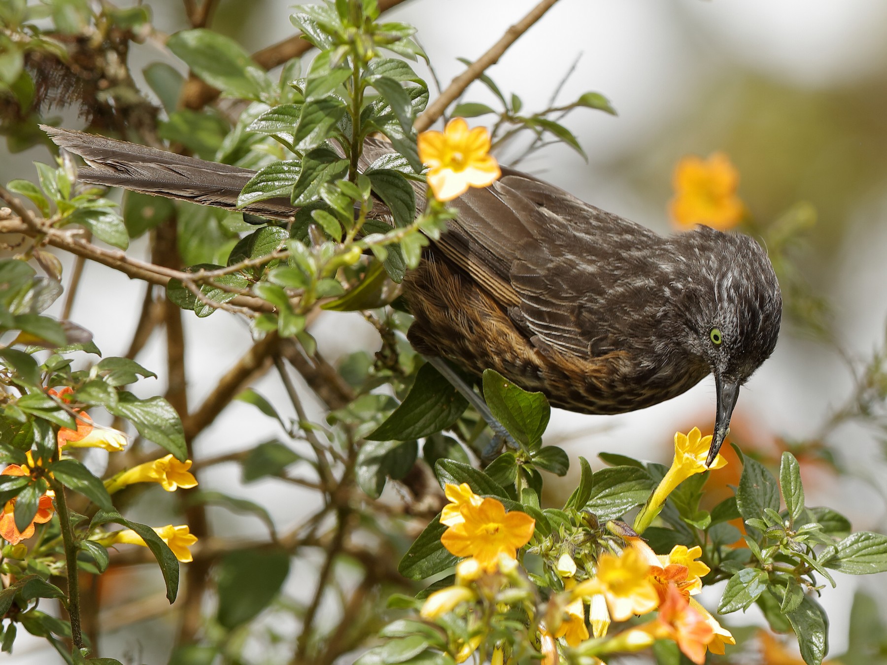 Grey-streaked Honeyeater - eBird