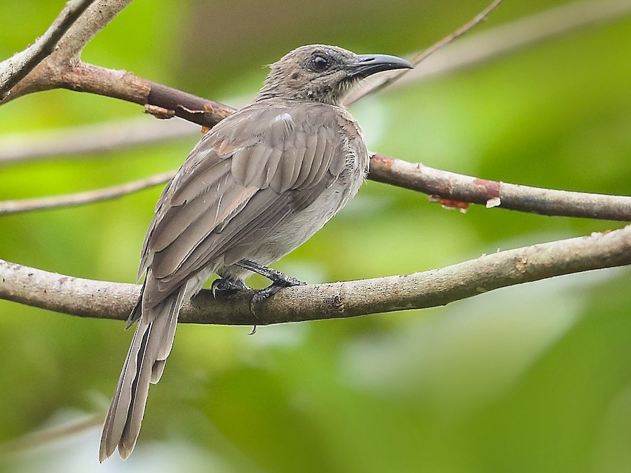 Meyer's Friarbird - eBird