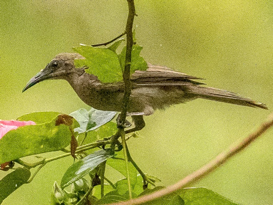 Meyer's Friarbird - eBird