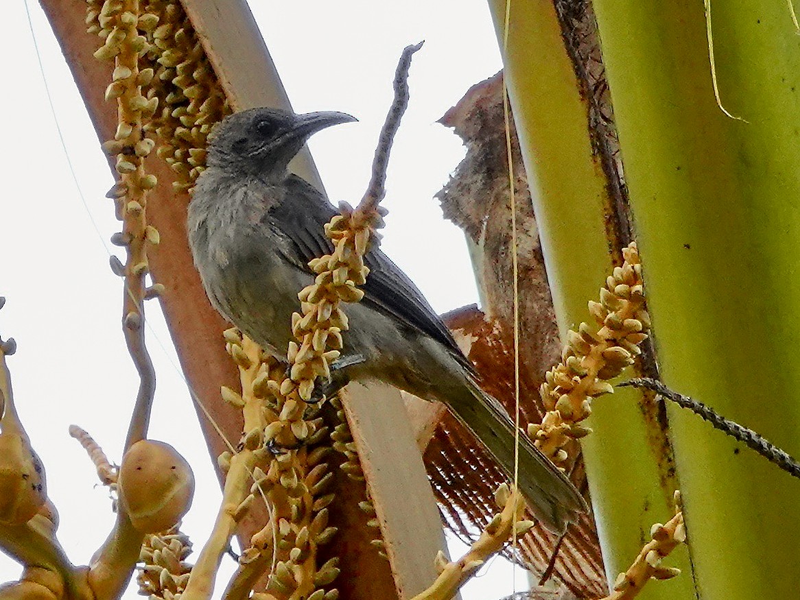 Meyer's Friarbird - eBird