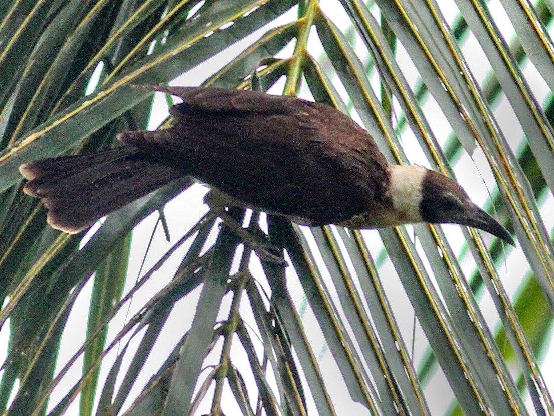 White-naped Friarbird - Philemon albitorques - Birds of the World