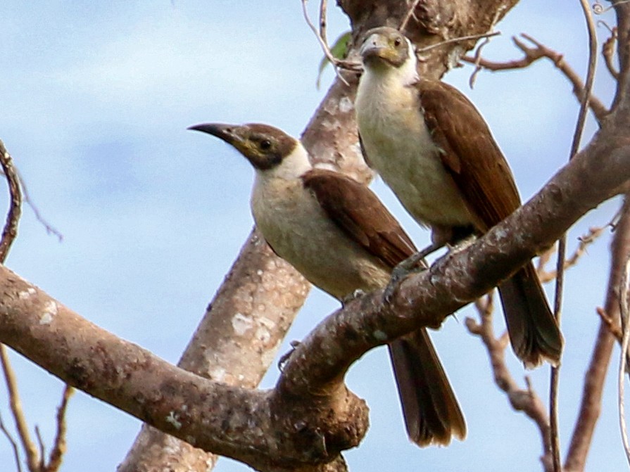 White-naped Friarbird - eBird