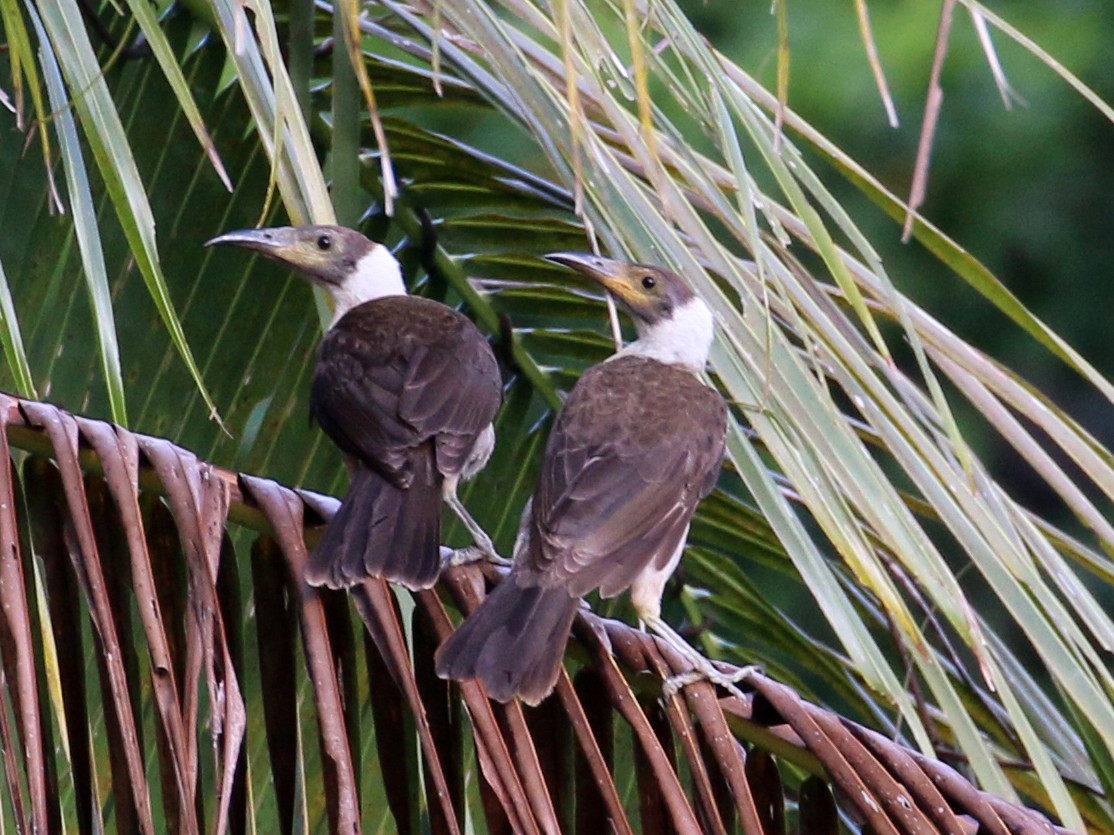 White-naped Friarbird - eBird