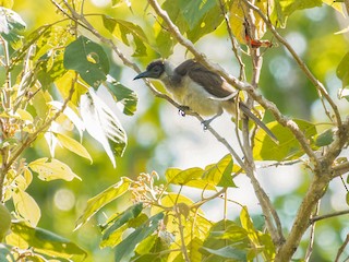 New Britain Friarbird - eBird