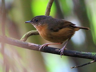 Rusty Mouse-Warbler - eBird