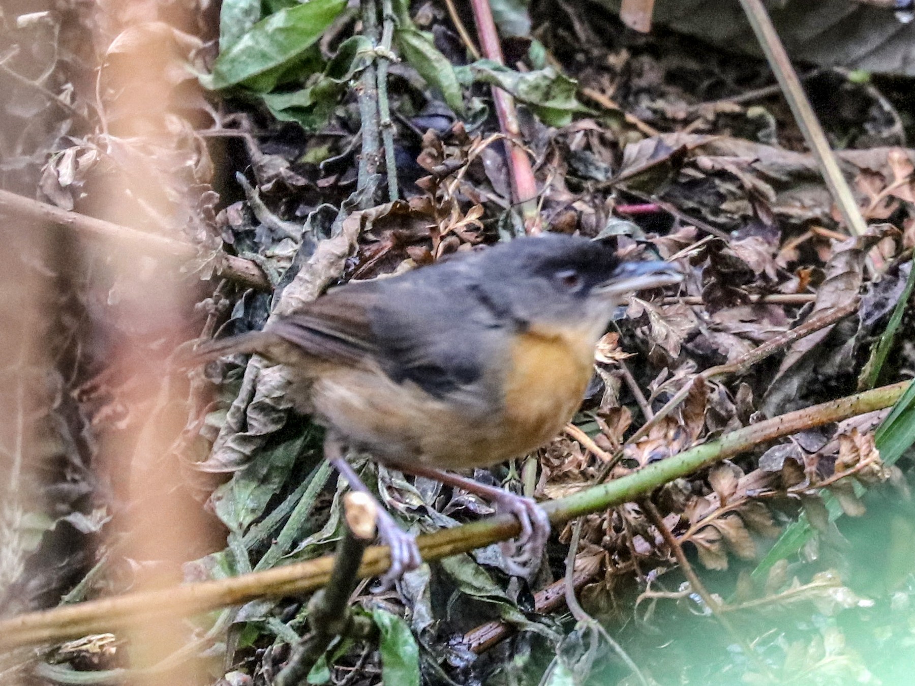 Rusty Mouse-Warbler - eBird