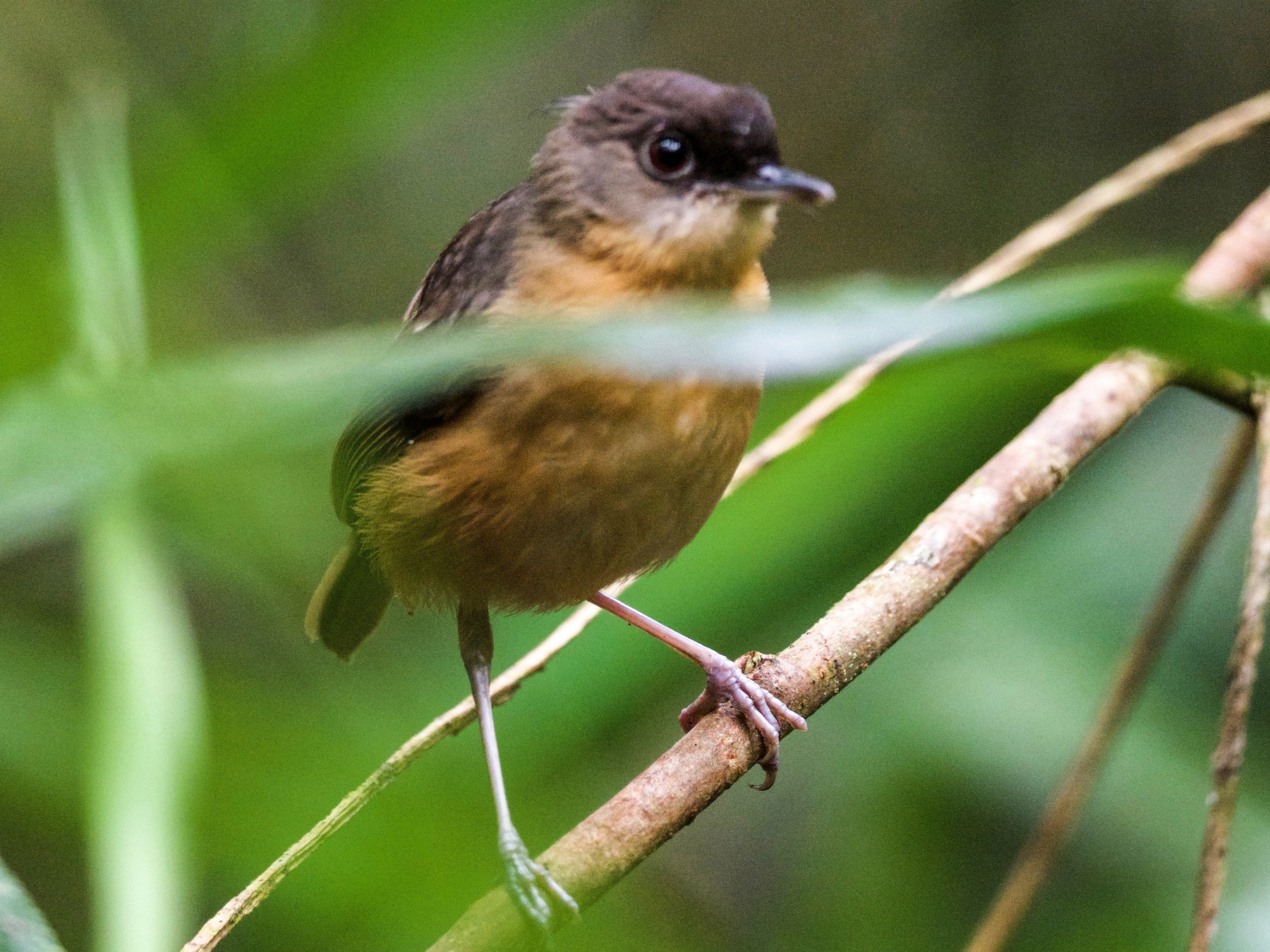 Rusty Mouse-Warbler - eBird