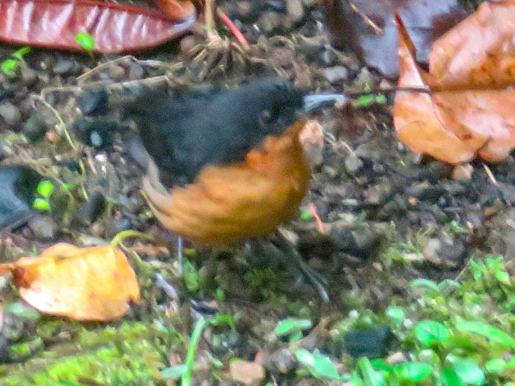 Acantiza Bicolor - eBird