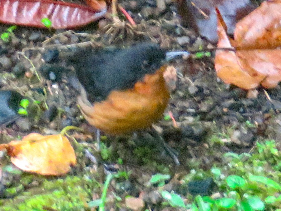 Acantiza Bicolor - eBird