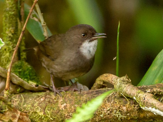 Mountain Mouse-Warbler - eBird