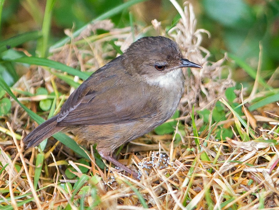 Mountain Mouse-Warbler - eBird