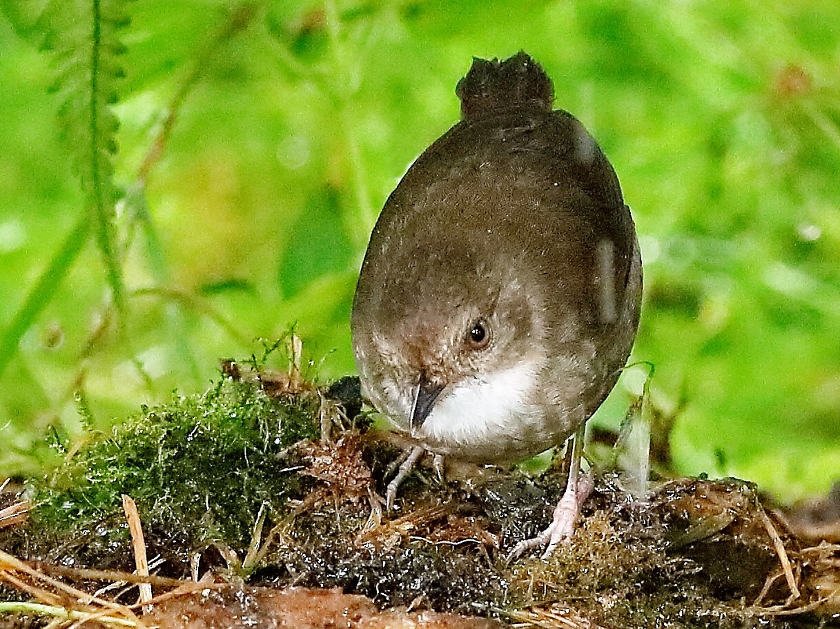 Mountain Mouse-Warbler - eBird